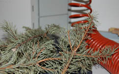 home page | tesaf.unipd.it.en